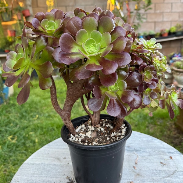 Crested Aeonium - Etsy