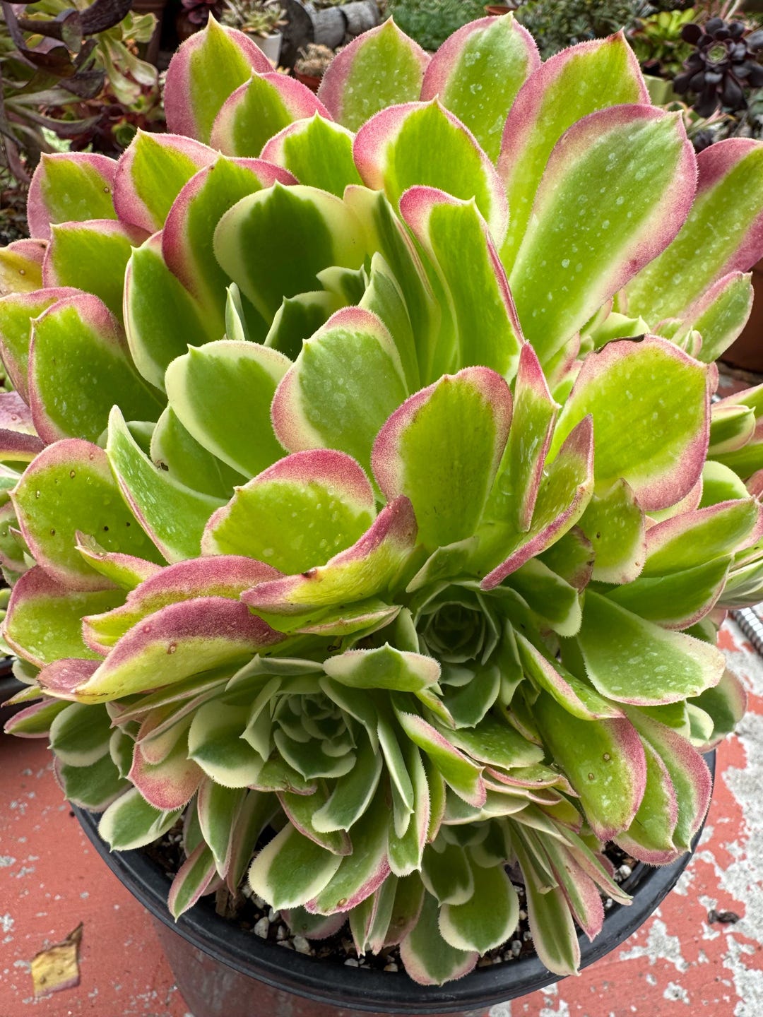 Rare- Aeonium White Phoenix- Beautiful Variegated - Etsy