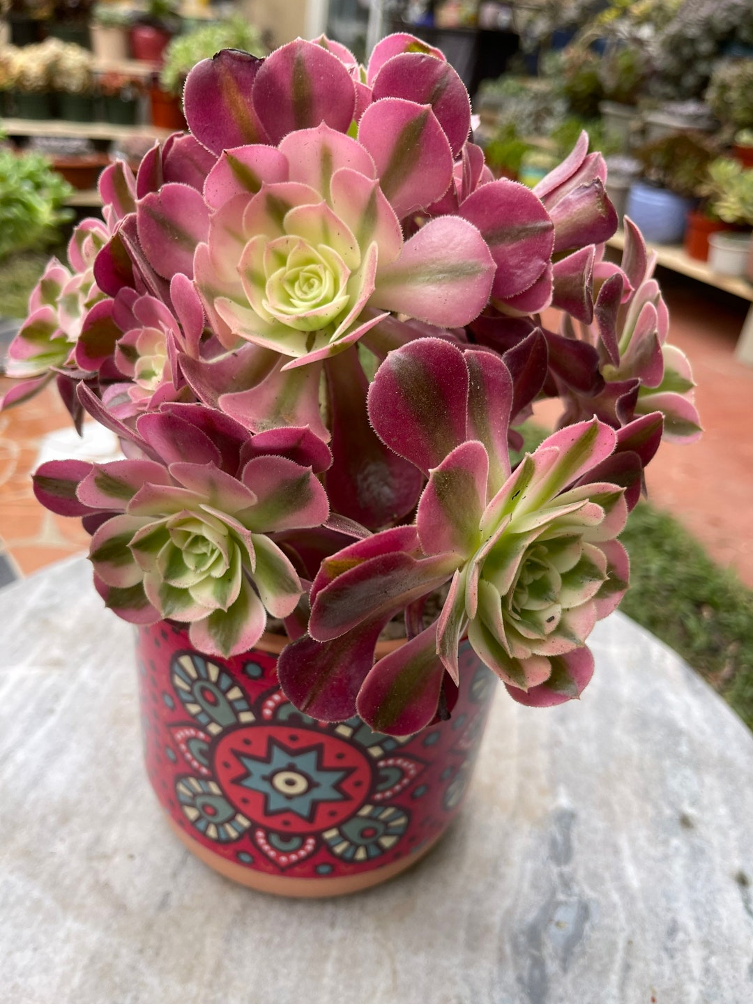 Aeonium Pink Witch Clusters- Korean Import / Rare - Etsy