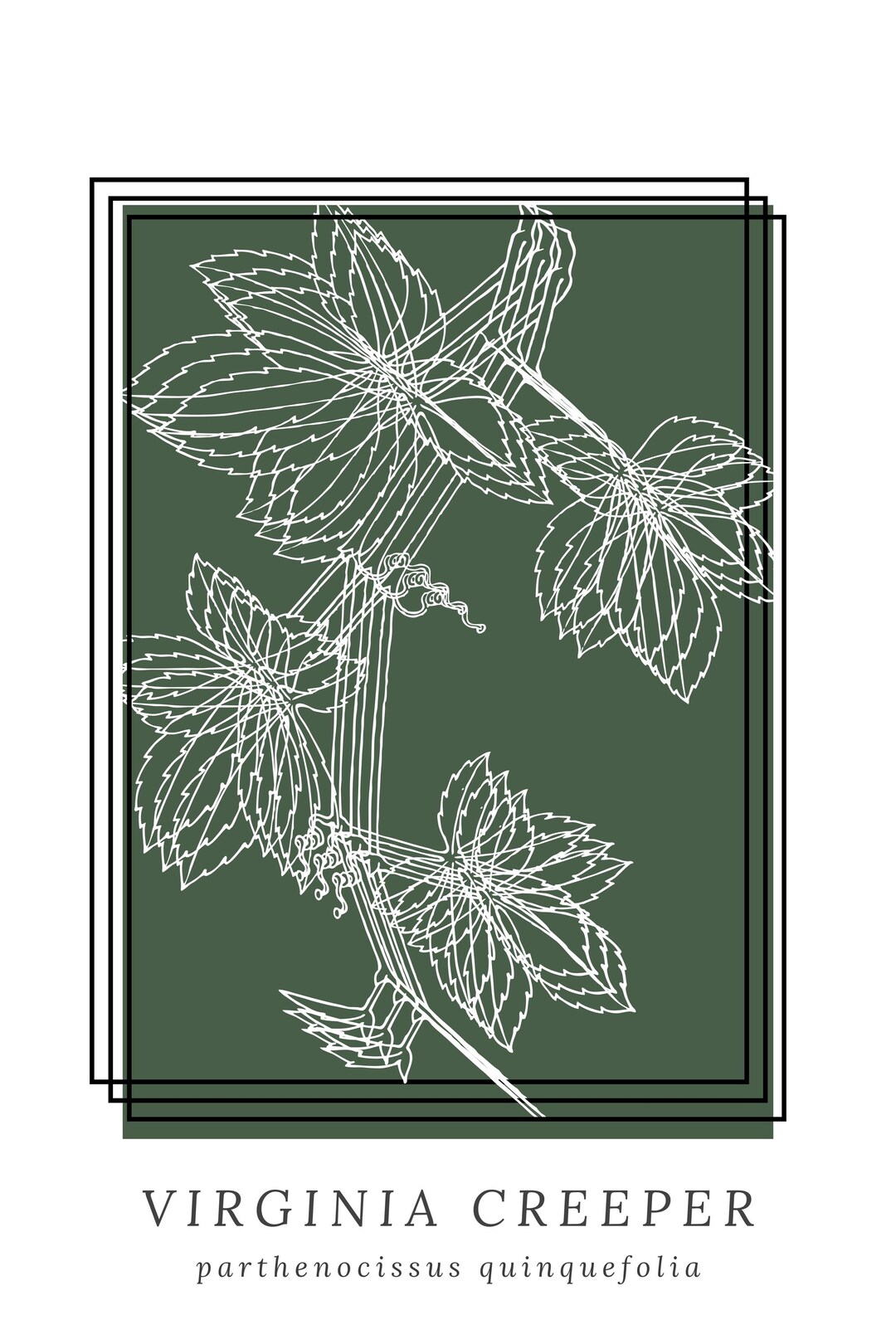 Virginia Creeper Botanical Print – Modern Forest Wall Decor, Digital ...