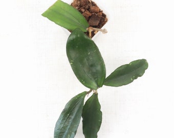 Hoya Erythrina | Etsy