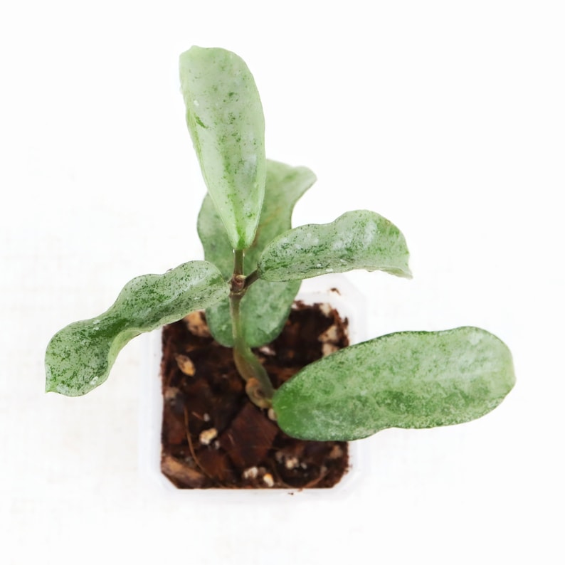Hoya carnosa grey ghost - campestre.al.gov.br