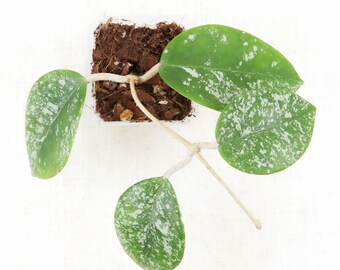 Hoya Carnosa Freckles Splash - Etsy