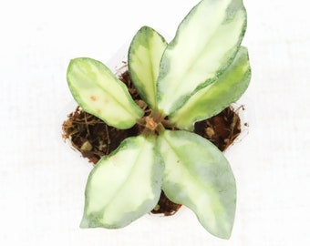 Hoya. Carnosa - Etsy
