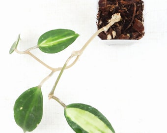 Hoya Latifolia 'pot of Gold' Rare Hoya Rooted Plant - Etsy
