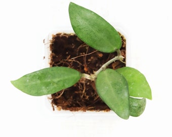 Hoya Silver Lady - Etsy