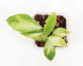 Hoya Walliniana Variegated - Etsy