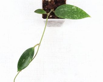 Hoya Verticillata Splash - Etsy
