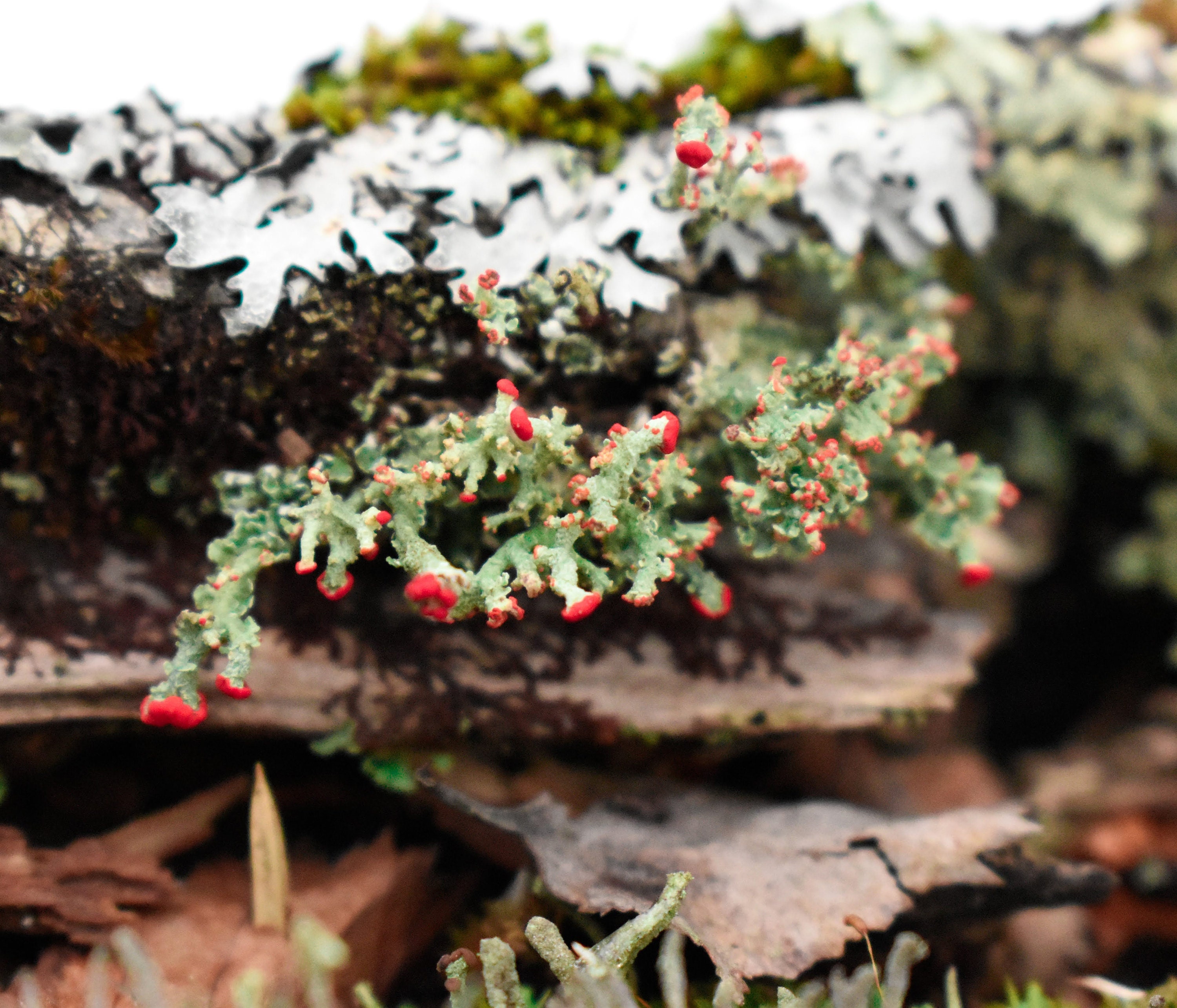 Mixed Lichens, Dried Preserved Moss Lichens Sustainably Harvested - Etsy