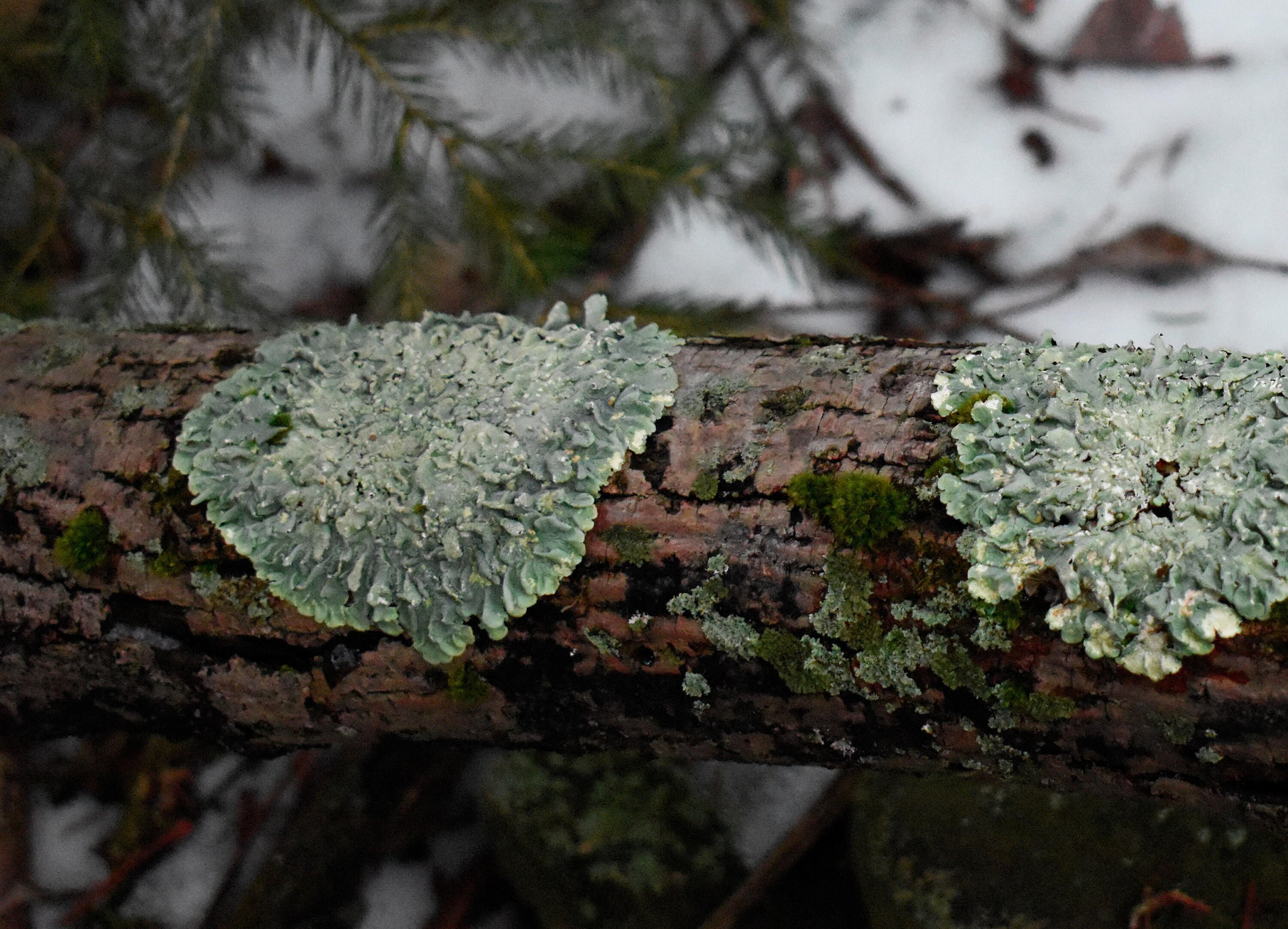 Mixed Lichens, Dried Preserved Moss Lichens Sustainably Harvested - Etsy
