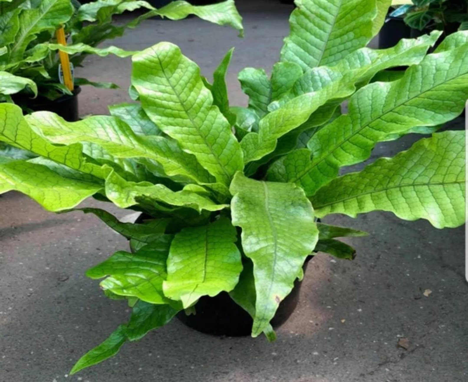 Crocodile Fern 2 pack in 2.5 inch pots live plants | Etsy
