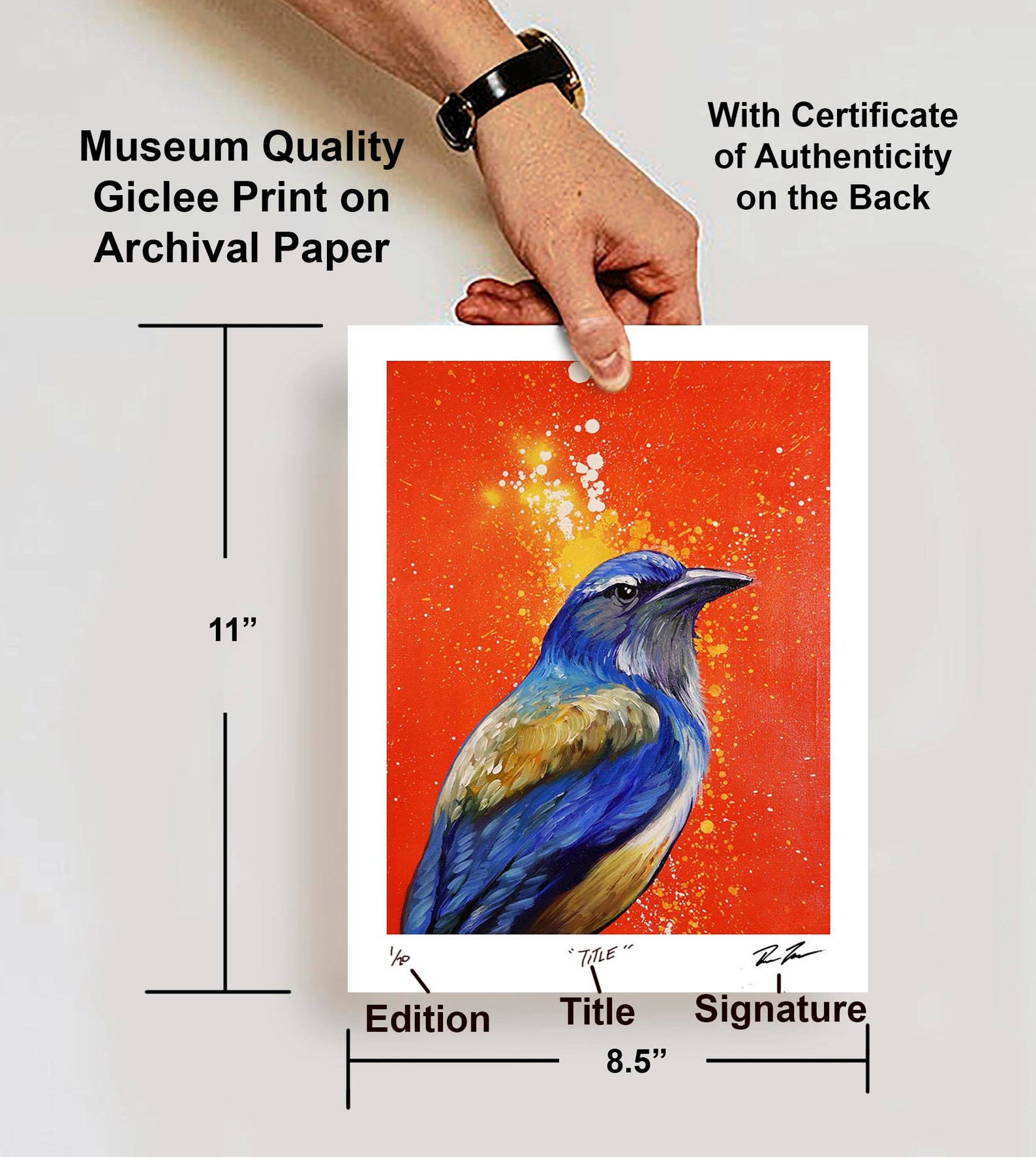 California Blue Jay Bird Art Print Acrylic Art Western Jay Bird Nature ...
