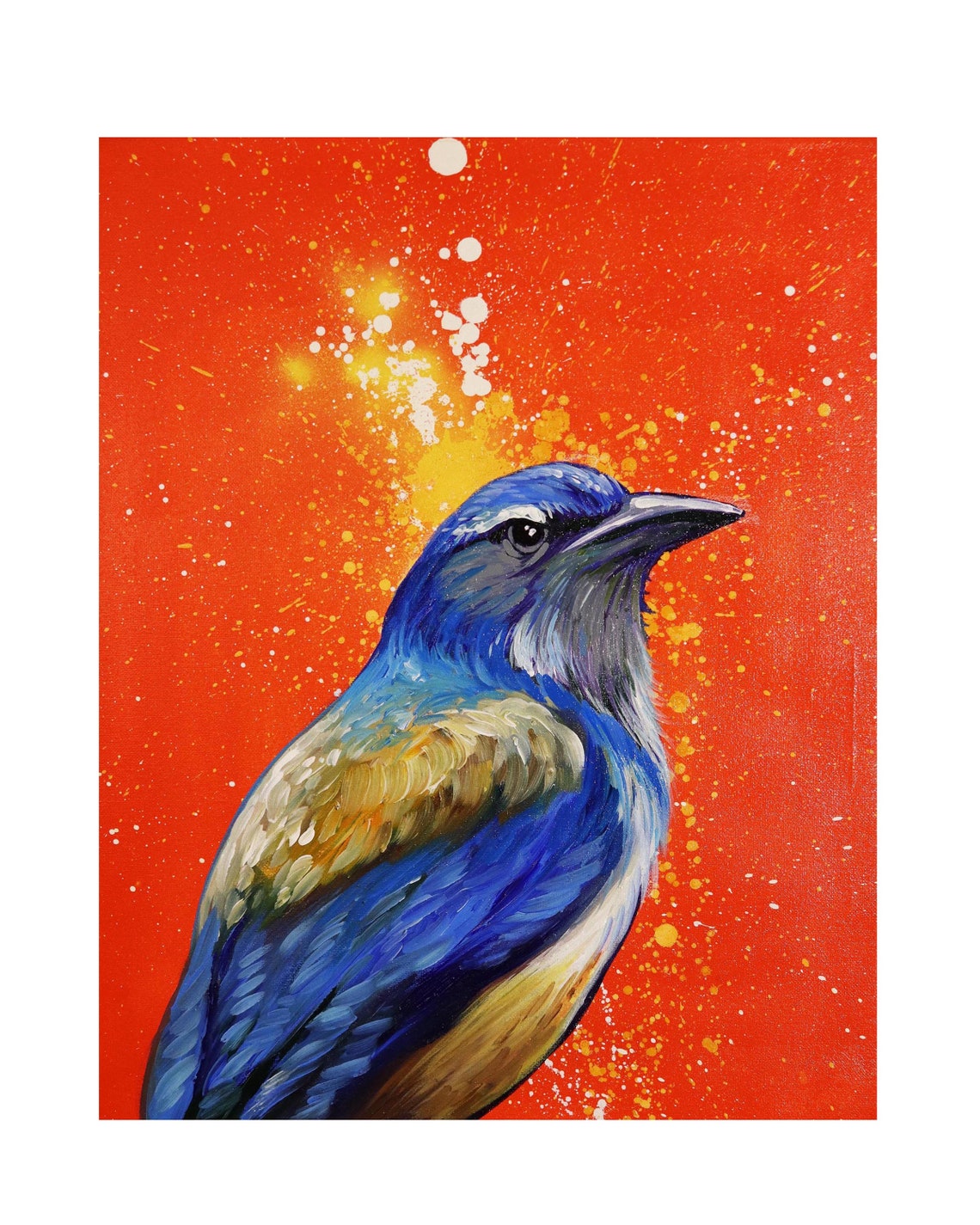 California Blue Jay Bird Art Print Acrylic Art Western Jay Bird Nature ...
