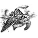 Sea Turtle Ink Drawing for Home or Office Turtle Ink Print Wall Decor ...