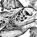 Sea Turtle Ink Drawing for Home or Office Turtle Ink Print Wall Decor ...