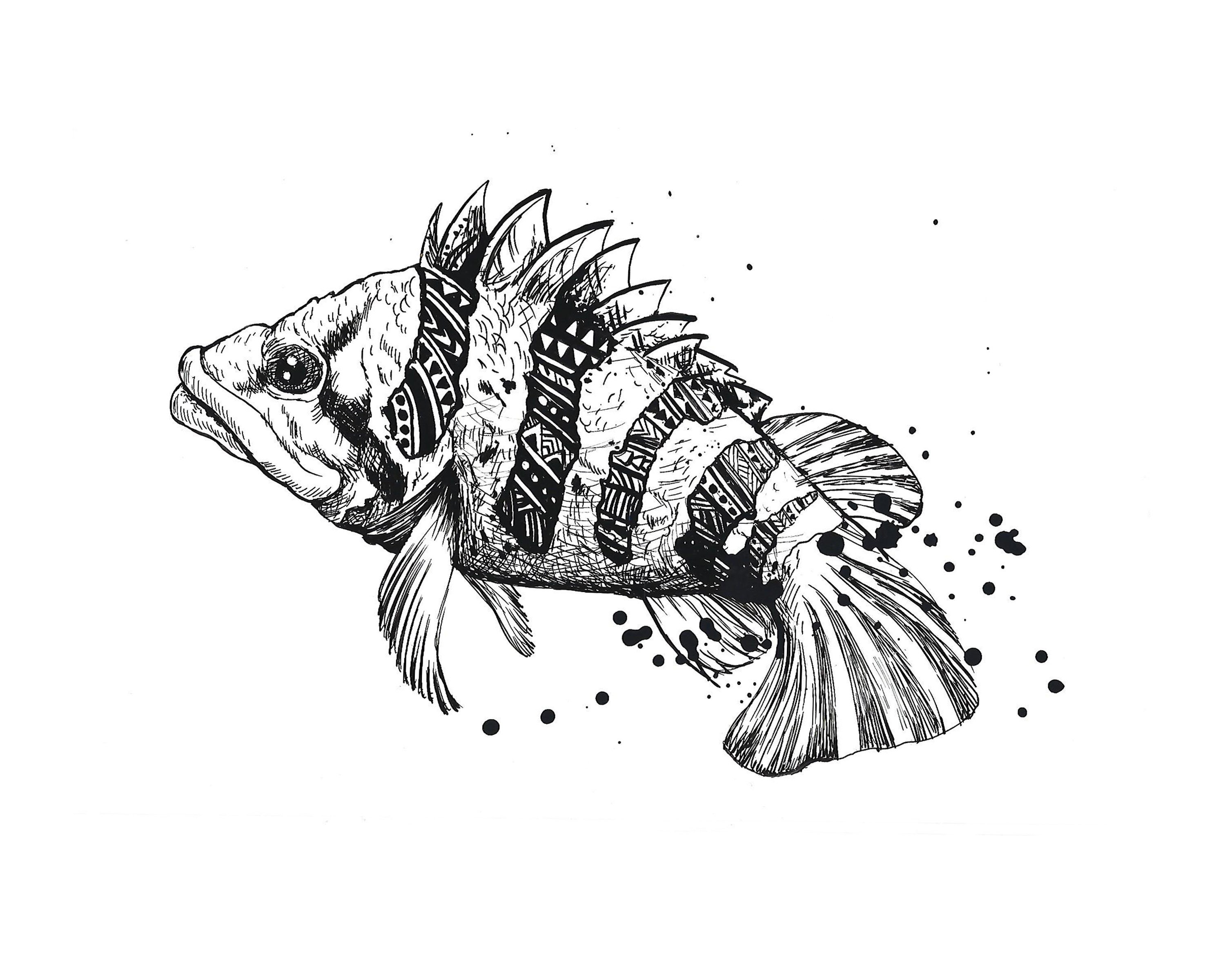Tiger Rockfish Tattoo Sketch Hawaiian Tribal Art Marine Life Artwork ...