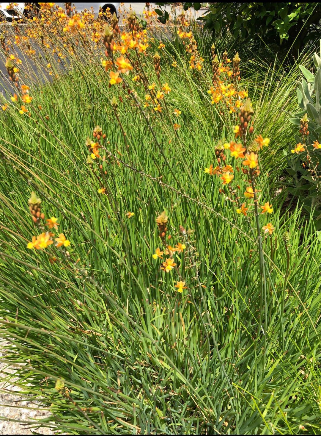 Bulbine Frutescens Orange Succulents Hardy Bush Cuttings Clippings ...