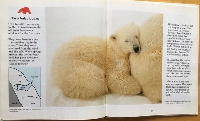 The Polar Bear Animal Close-ups hardcover. - Etsy