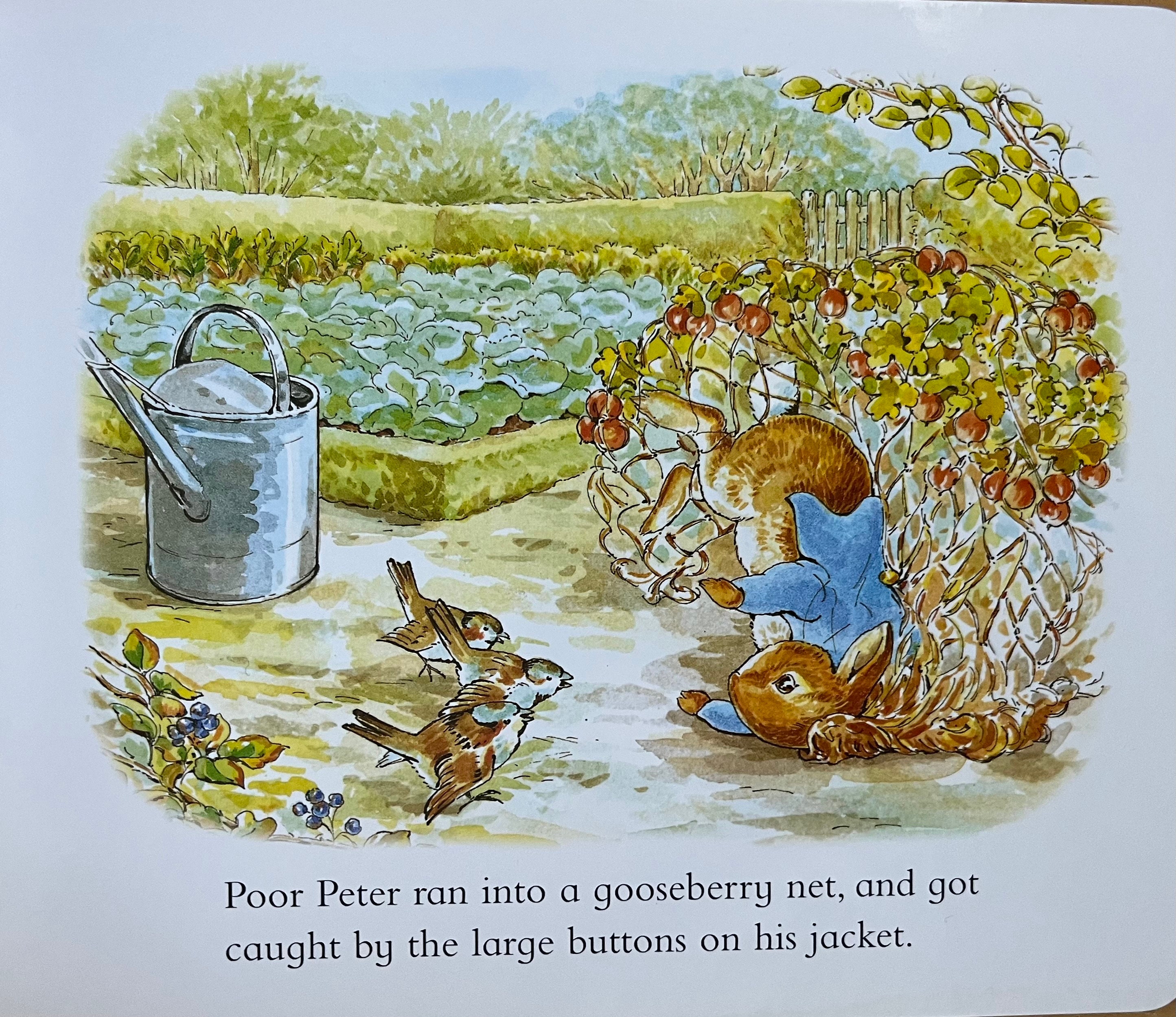 The Tale of Peter Rabbit A Story Board Book - Etsy