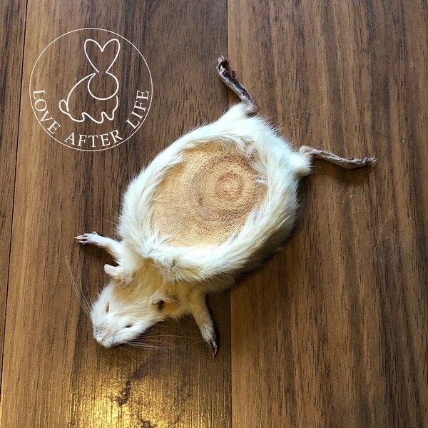 Taxidermy Rat - Etsy