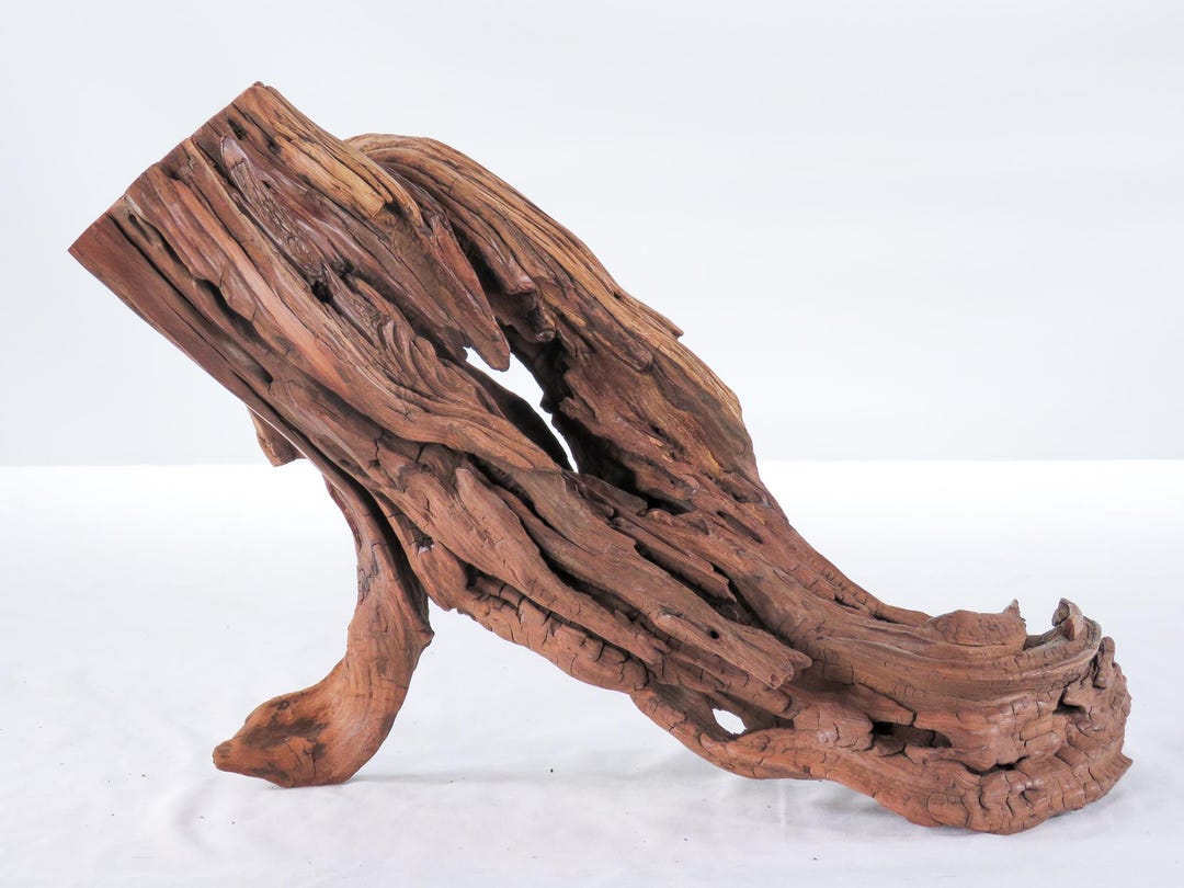Small Manzanita Driftwood Root (12"). Each Curve Tells a Story Shaped ...