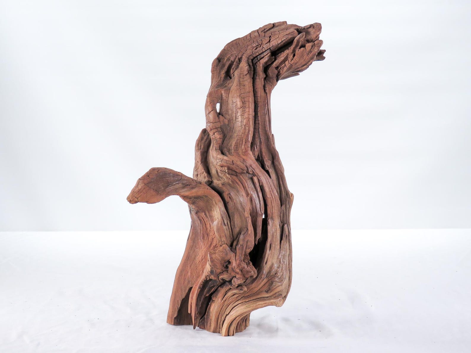 Small Manzanita Driftwood Root (12"). Each Curve Tells a Story Shaped ...