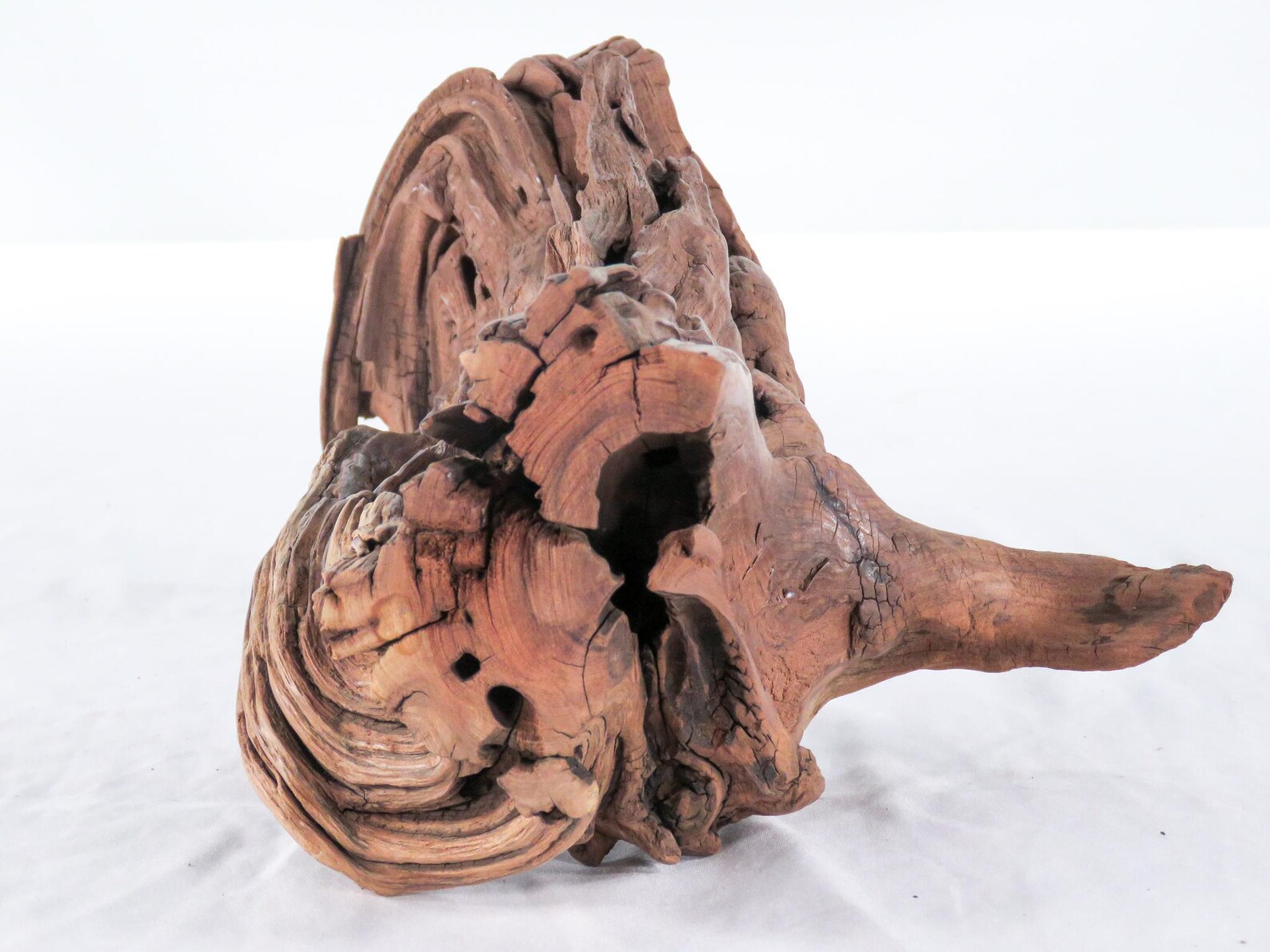 Small Manzanita Driftwood Root (12"). Each Curve Tells a Story Shaped ...