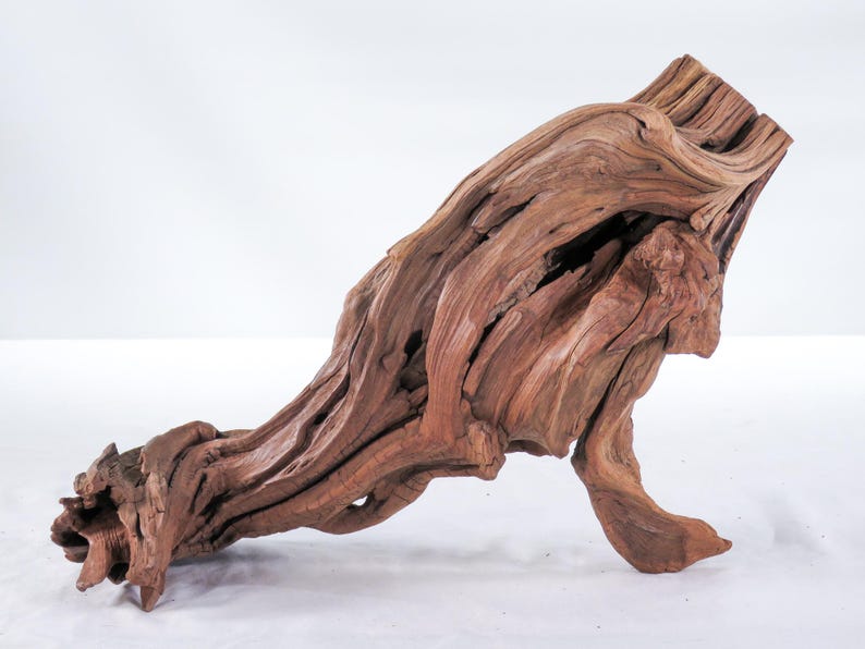 Small Manzanita Driftwood Root (12"). Each Curve Tells a Story Shaped ...