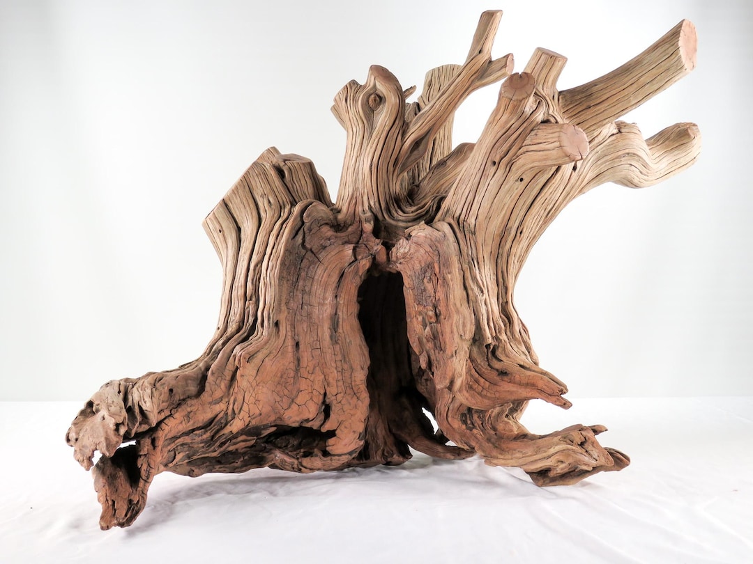 Massive Driftwood Stump/root 25, Stunning Manzanita Branch Perfect for ...