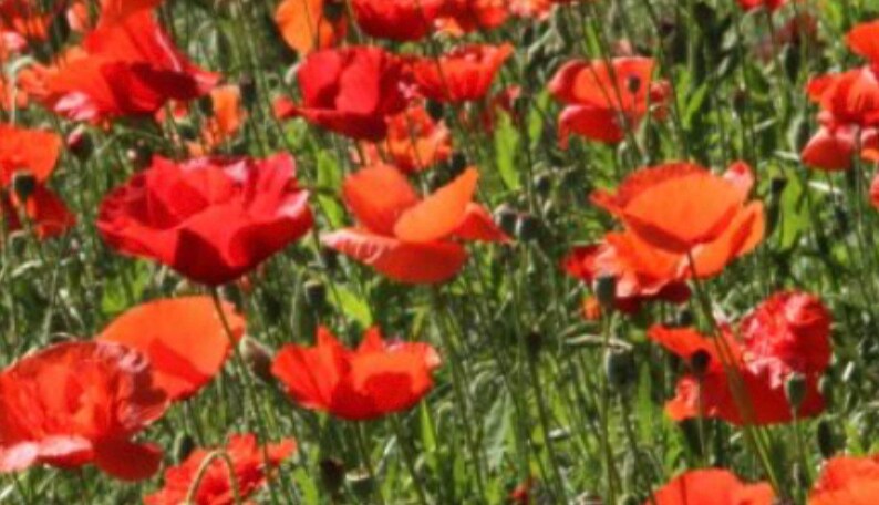 Red Poppy Seeds - Etsy