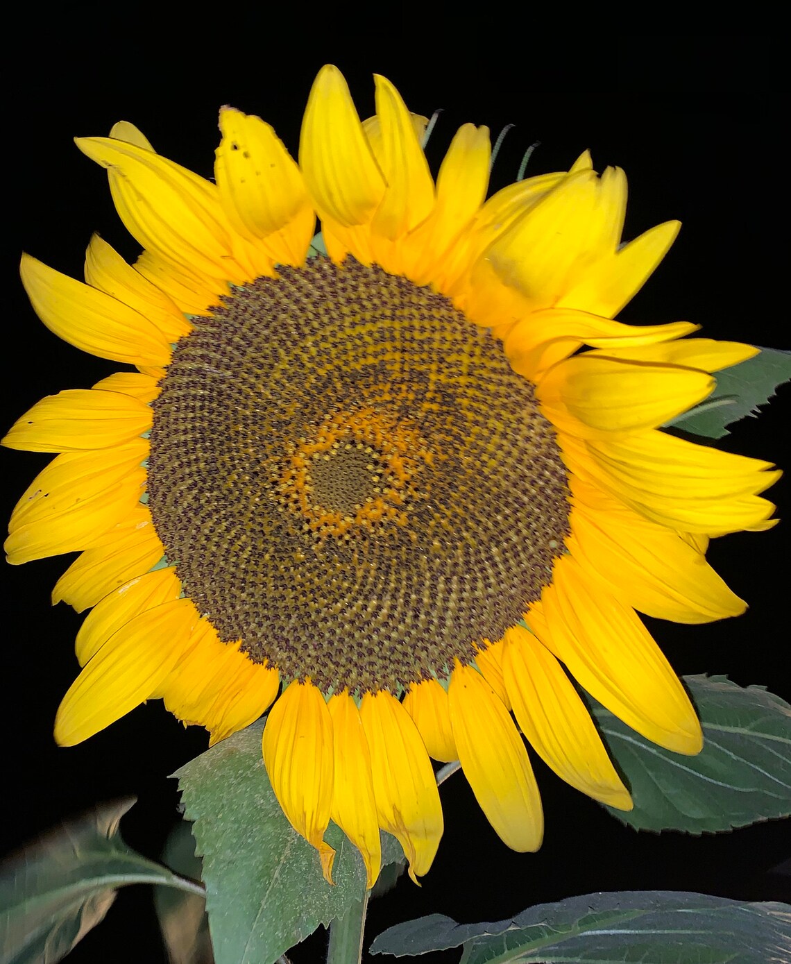 Mammoth Sunflower Seeds | Etsy