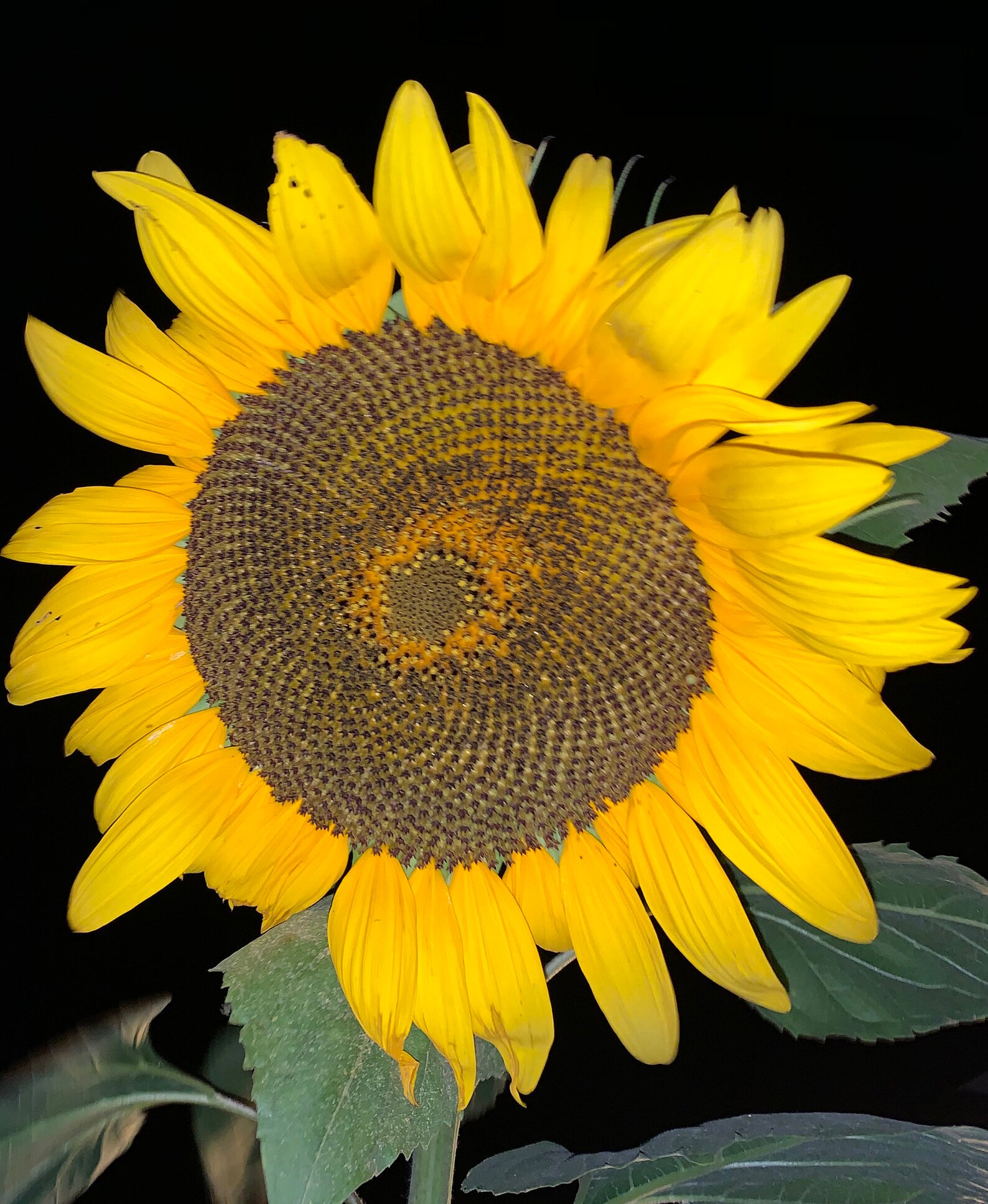 Mammoth Sunflower Seeds | Etsy