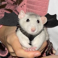 Rat Dress for Rat Crochet Dress for Pet Rat Sweater for Fancy Rat ...