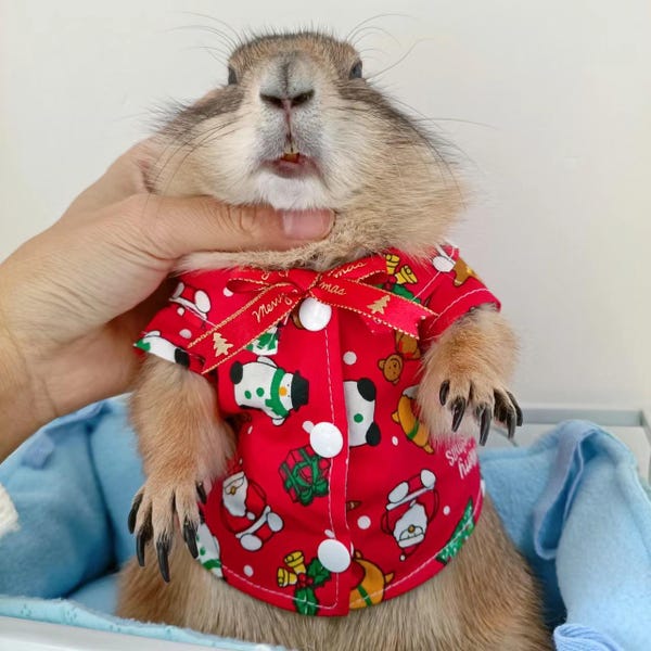 Chinchilla Clothes - Etsy