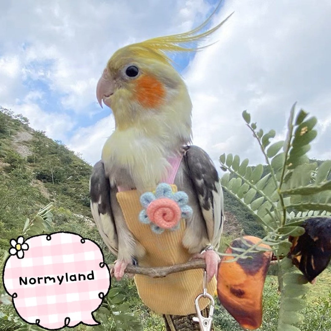 Handmade Parrot Bird Clothes With Diaper-quakers/cockatiel-4 - Etsy