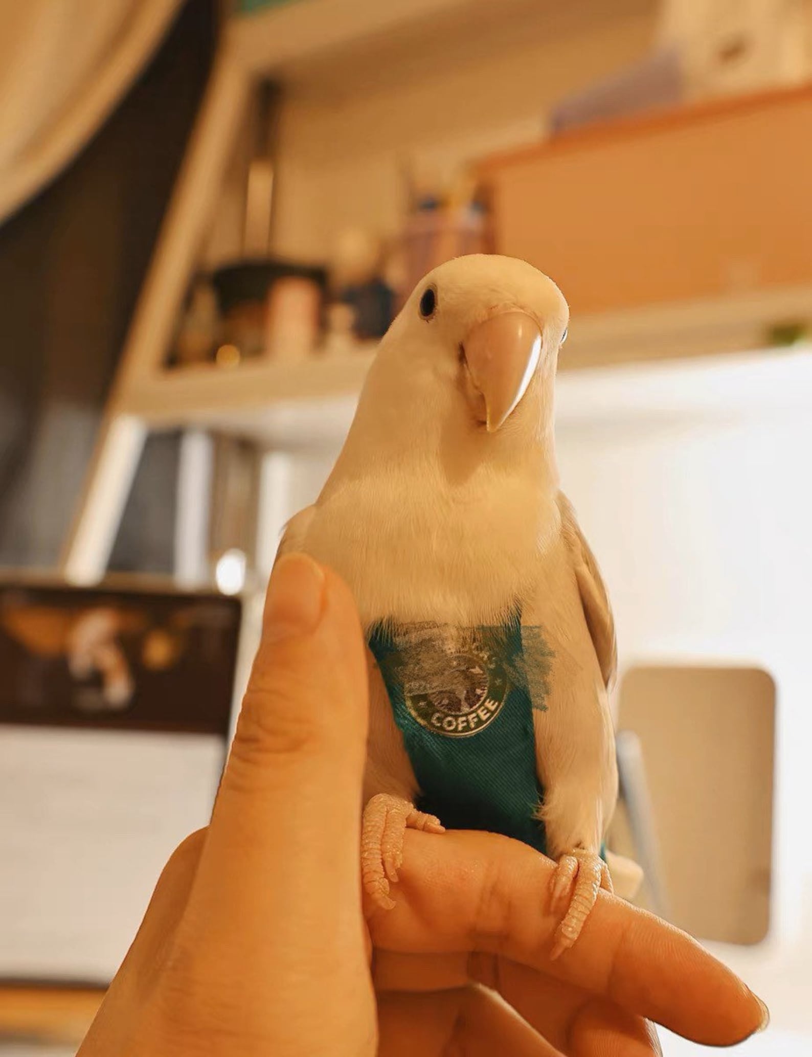 Handmade Parrot Bird Clothes With Diaper Unofficial Logo Coffee Lover ...