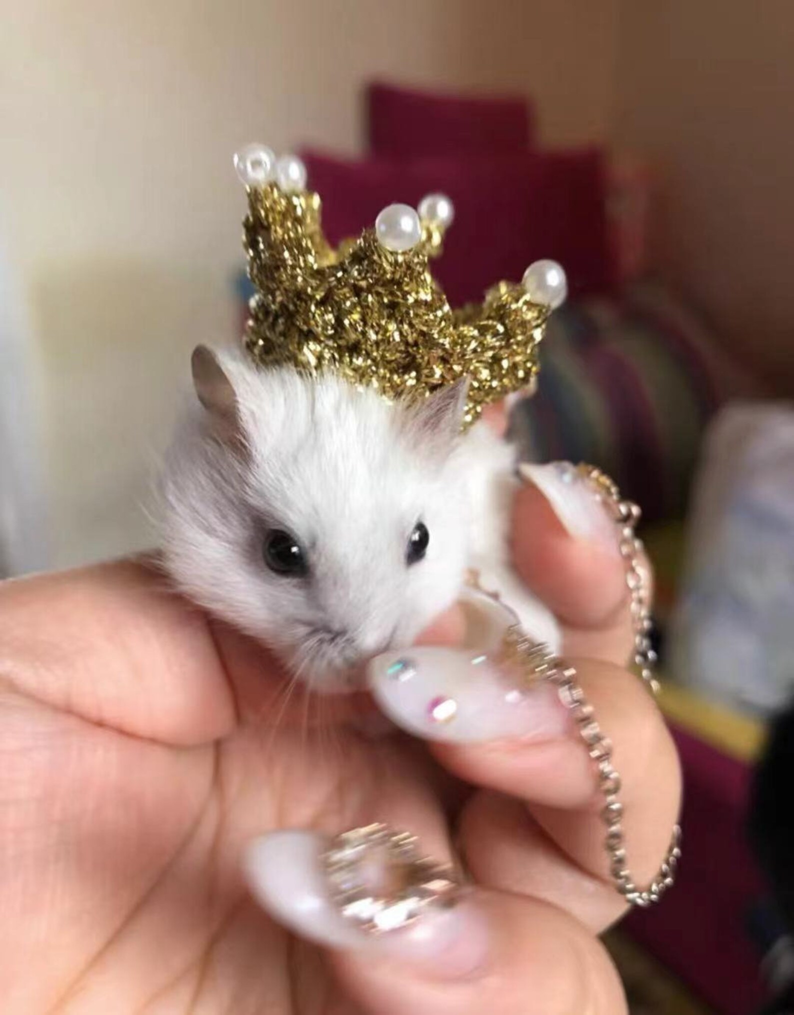 King Golden Crown Pet Hat - Etsy