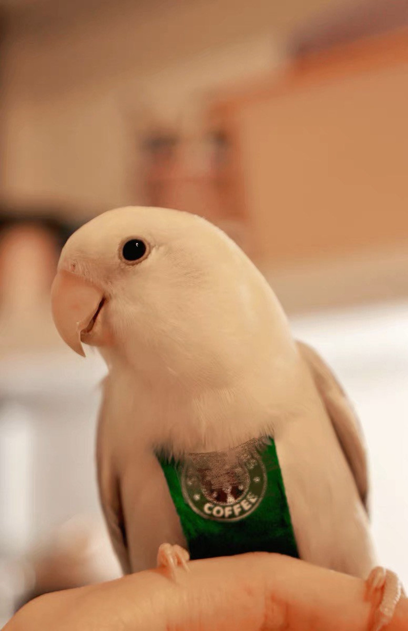 Handmade Parrot Bird Clothes With Diaper Unofficial Logo Coffee Lover ...