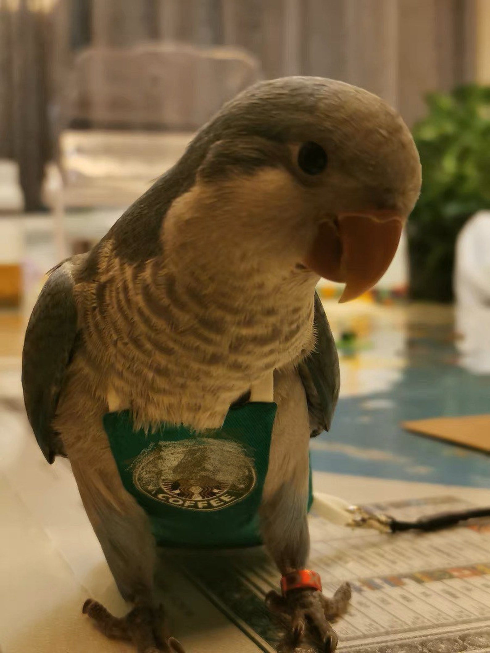 Handmade Parrot Bird Clothes With Diaper Unofficial Logo Coffee Lover ...