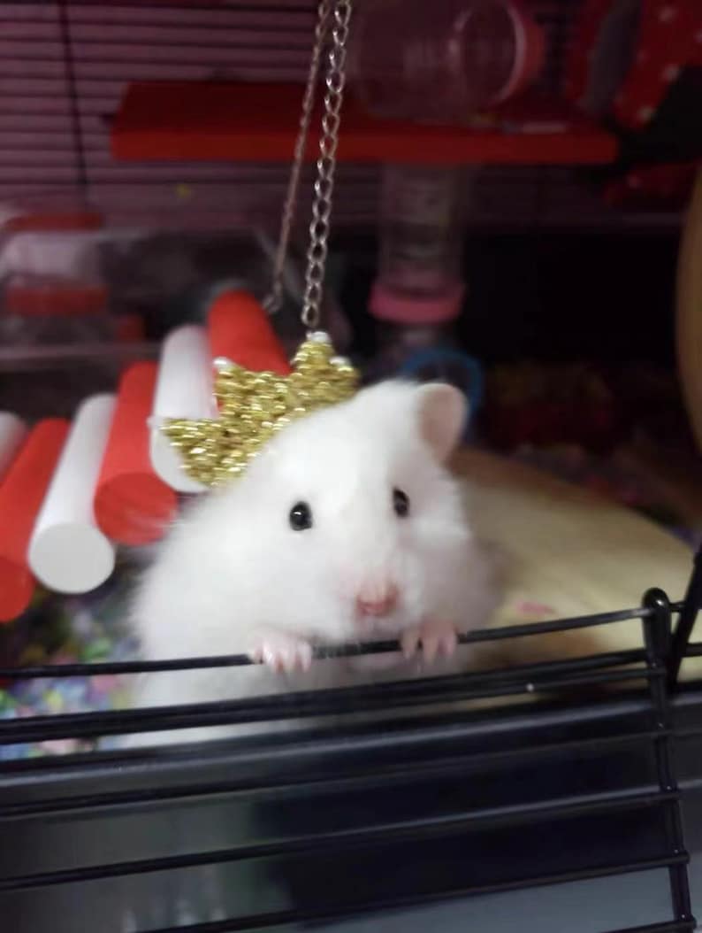 King Golden Crown Pet Hat - Etsy