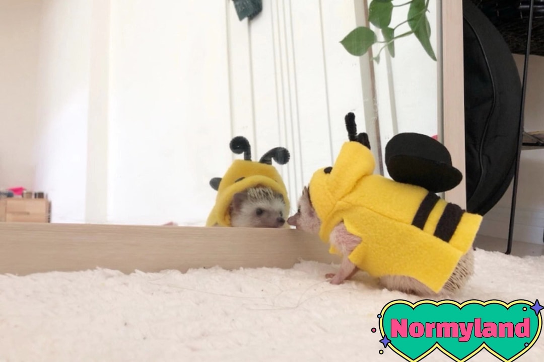 Handmade Pet Bee Costume Clothes Best for Hedgehog - Etsy