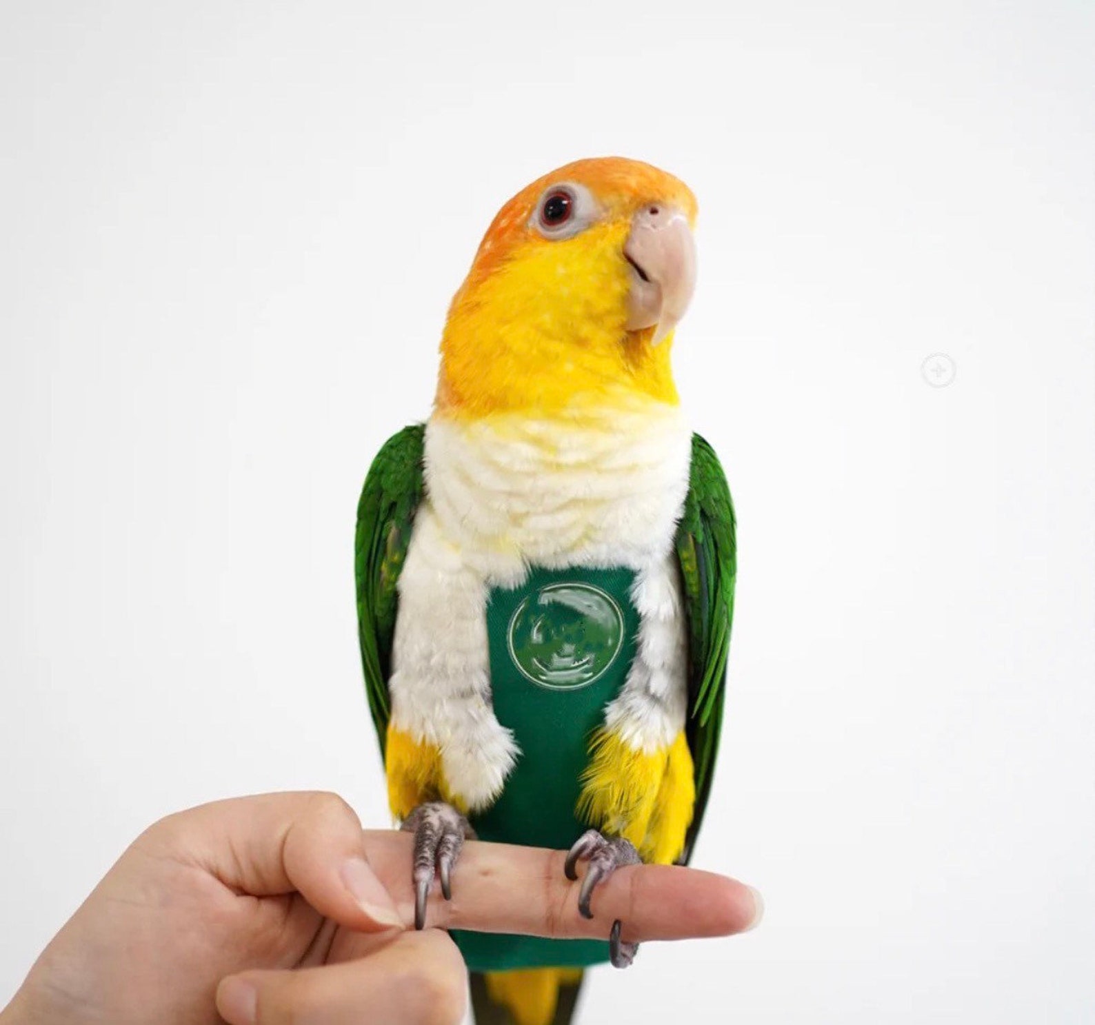 Handmade Parrot Bird Clothes With Diaper Unofficial Logo Coffee Lover ...