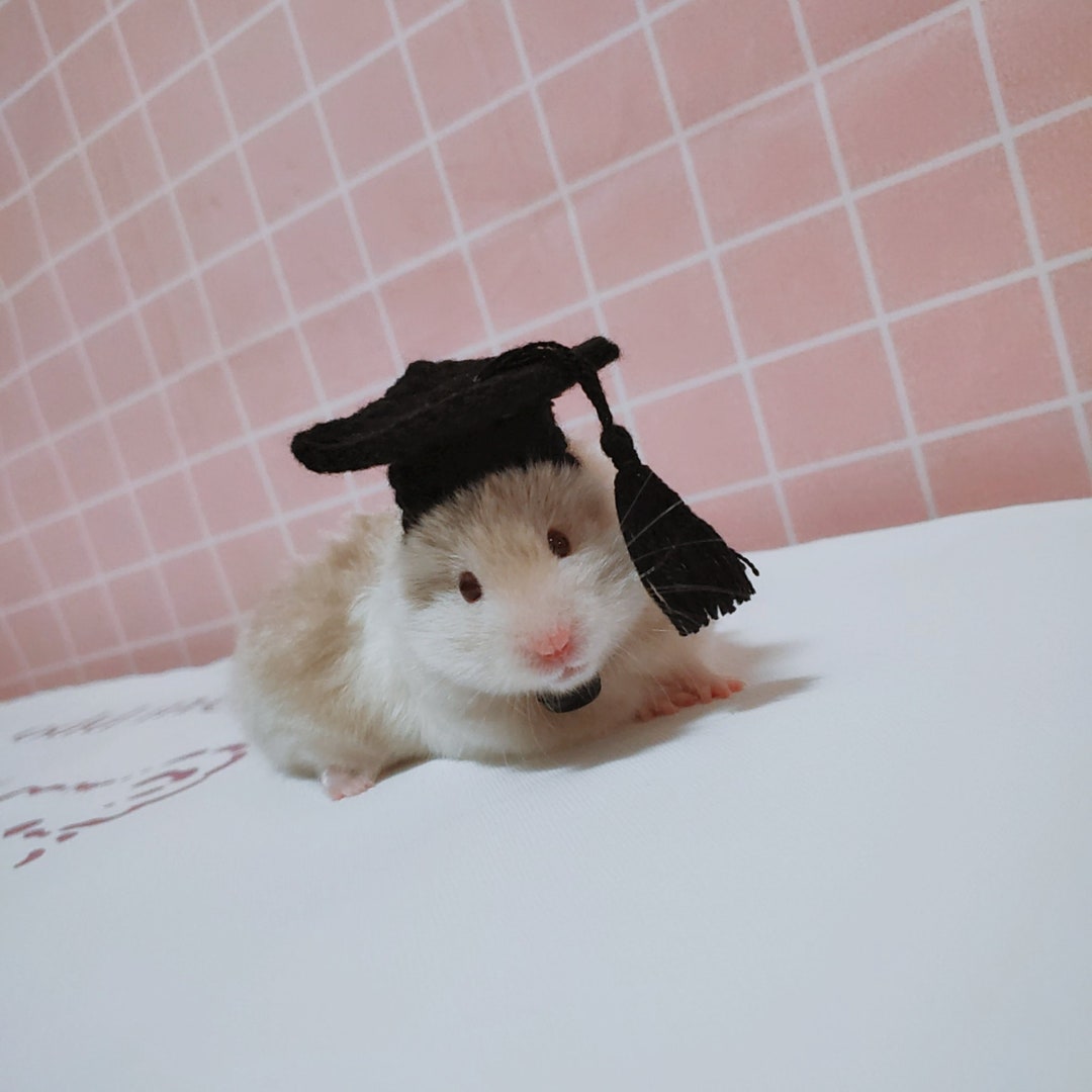 Bachelor/phd/graduation Cap Pet Hat Gifts-hedgehog/parrot/hamster ...