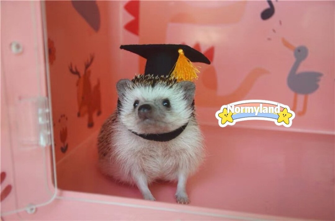 Handmade Pet Hat Bachelor/graduation Cap Best for Hedgehog Etc. - Etsy
