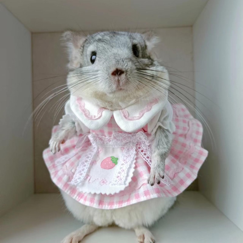 Chinchilla Clothes - Etsy