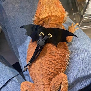 Bat Wings Harness Pet Leash Collar Set Halloween Costume/gifts-syrain ...
