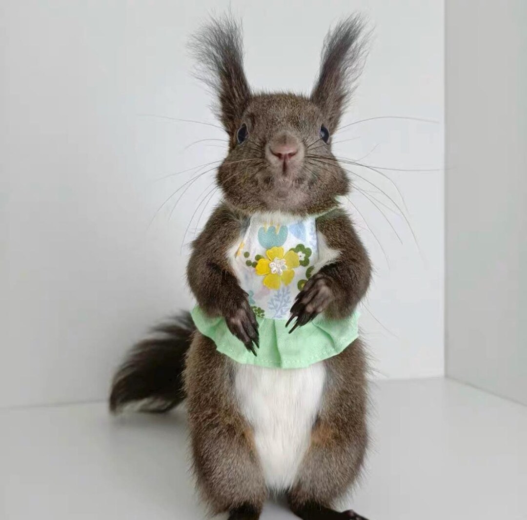 Pet Yellow/green Skirt/clothes Harness and Leash Set Best for Ferret ...