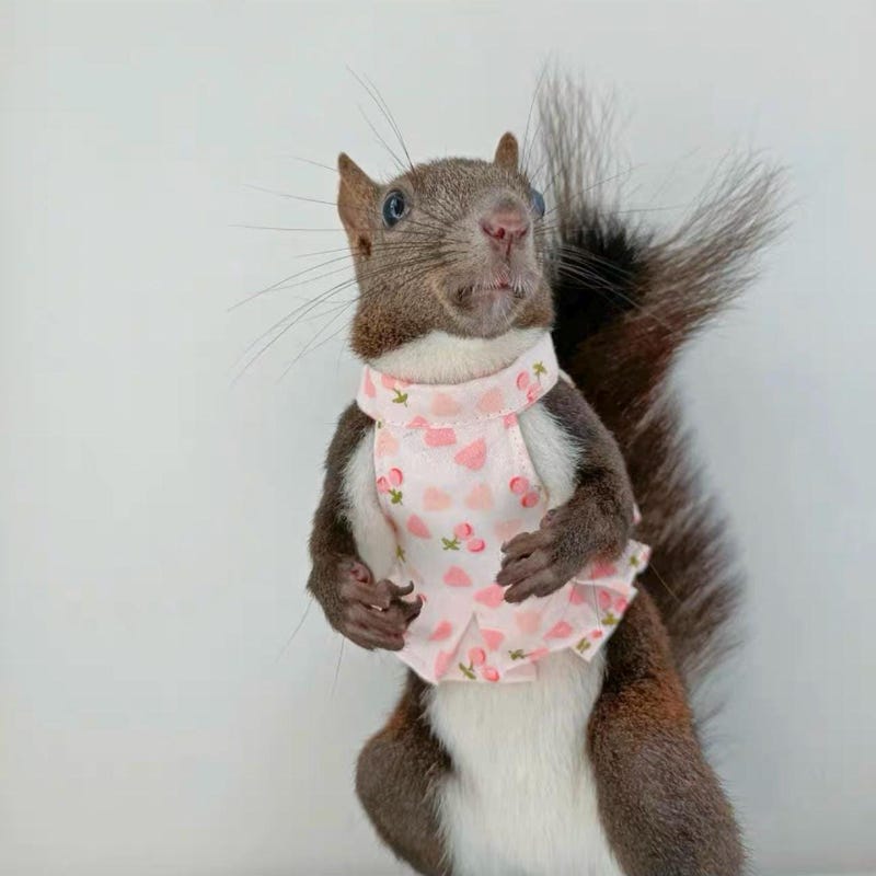 Rat Clothes - Etsy