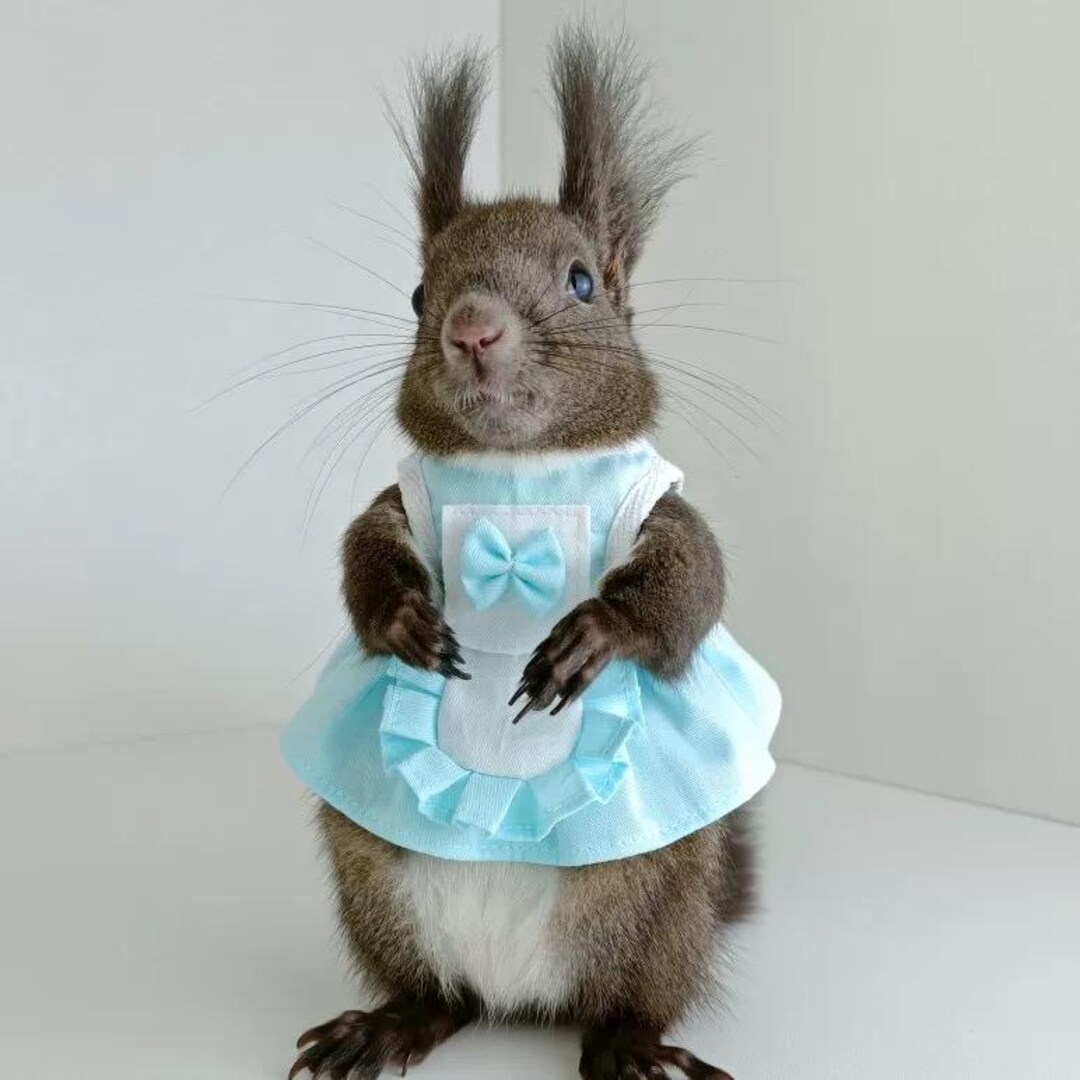 Pet Blue Skirt/clothes Only for Chinchilla - Etsy