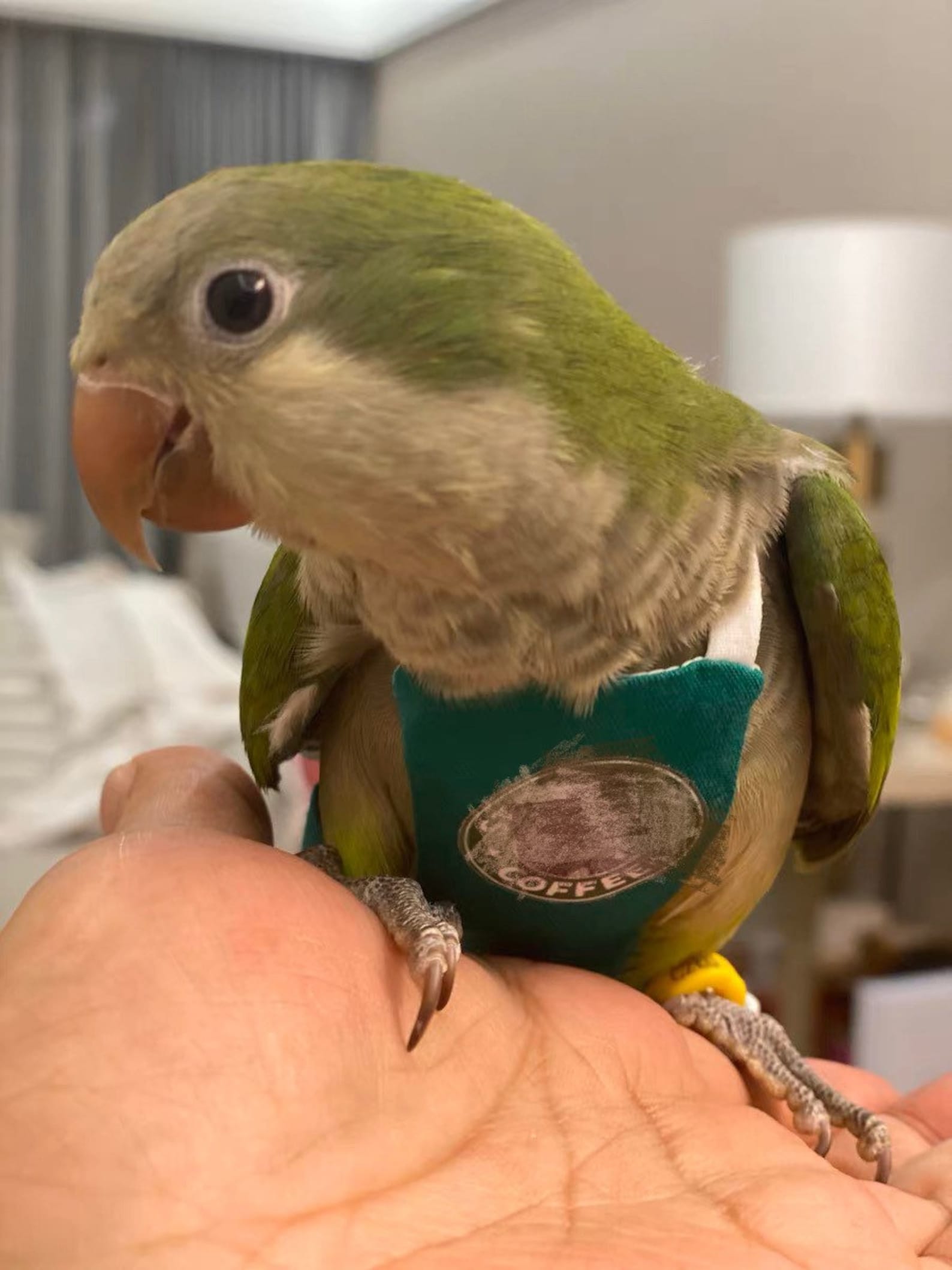 Handmade Parrot Bird Clothes With Diaper Unofficial Logo Coffee Lover ...
